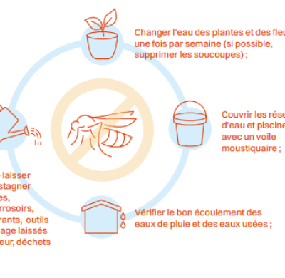 Lutter contre les moustiques tigres - Ville d'Antony